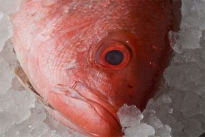Fish-Buying Cheat Sheet - CIA Foodies