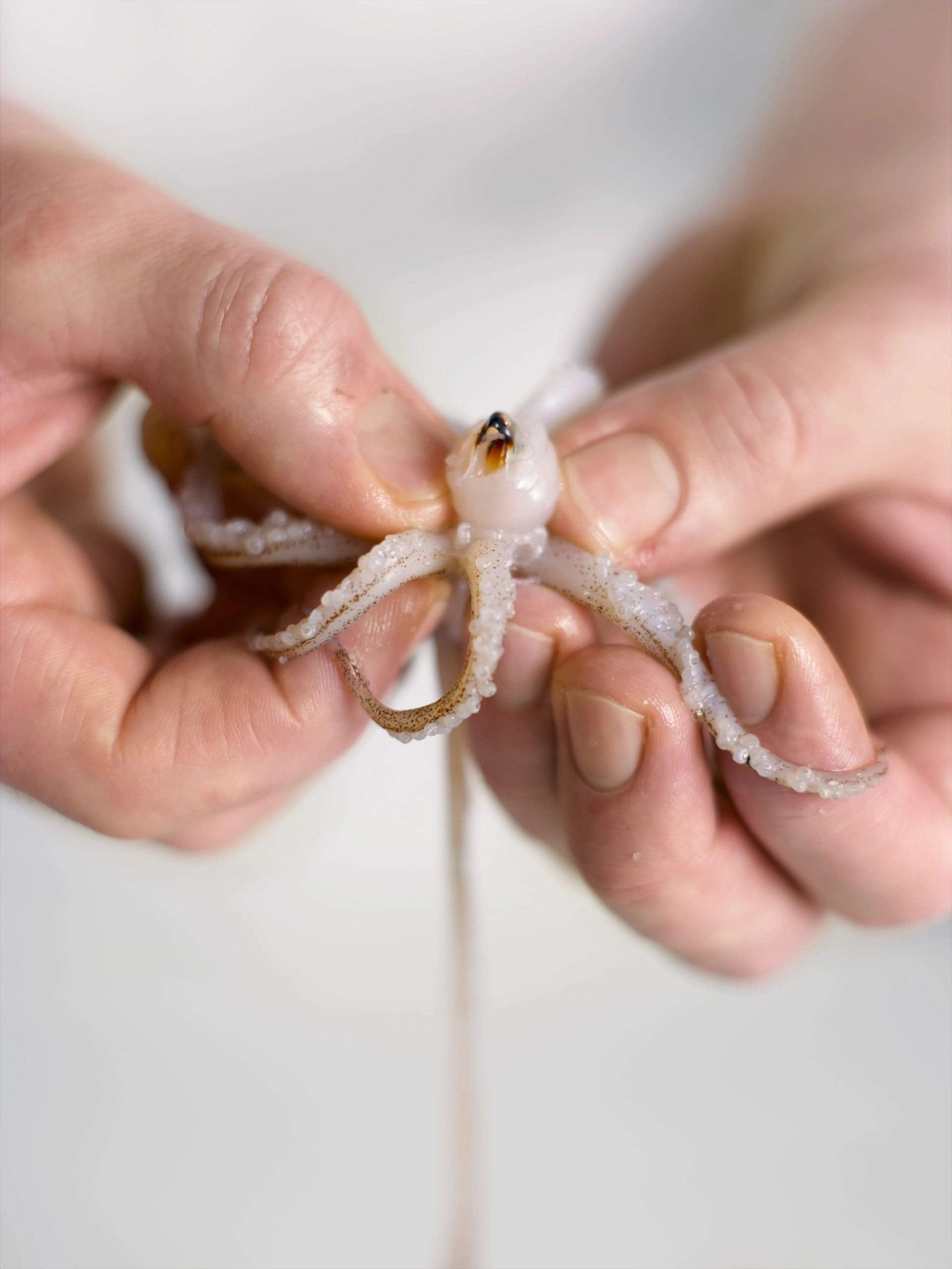 Cleaning Octopus and Squid - CIA Foodies